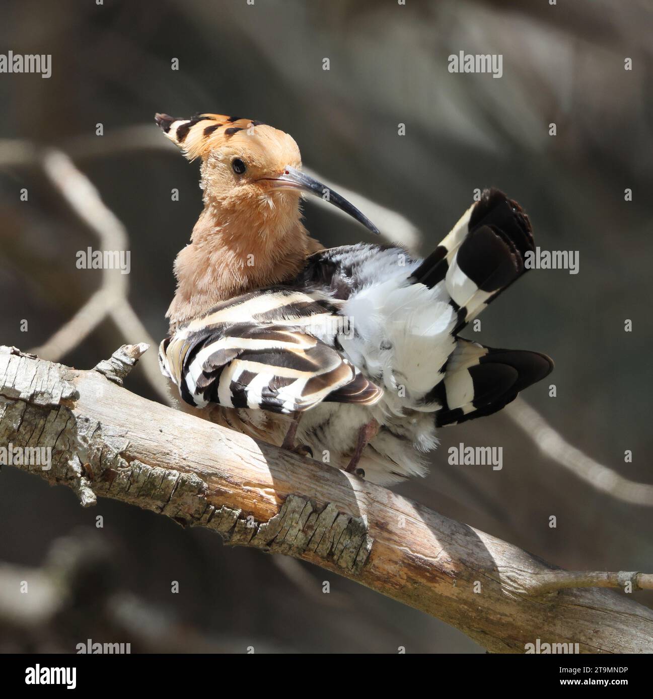 A Hoopoe (Upupa epops) in a local park in Majorca Stock Photo - Alamy