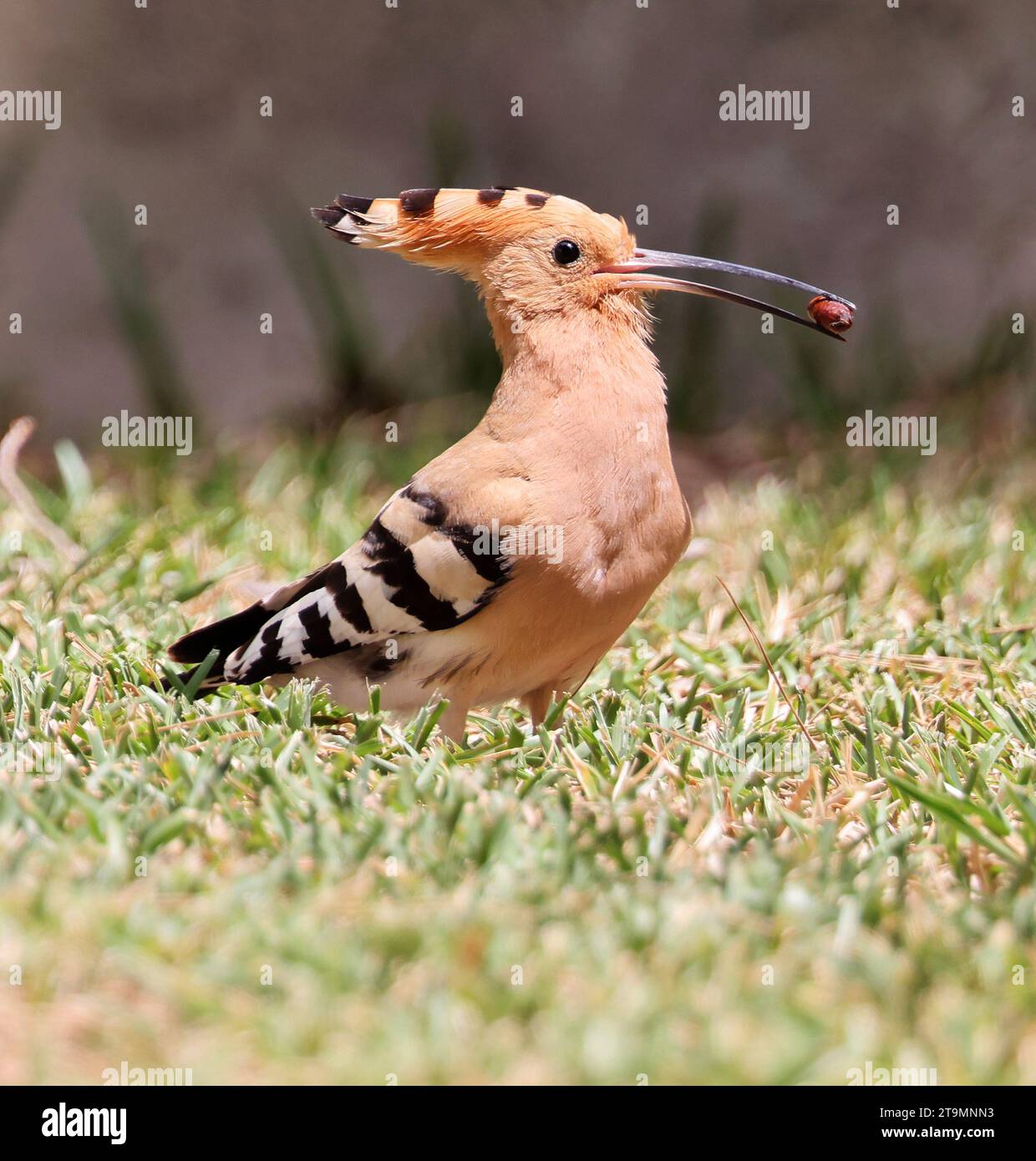 A Hoopoe (Upupa epops) in a local park in Majorca Stock Photo - Alamy