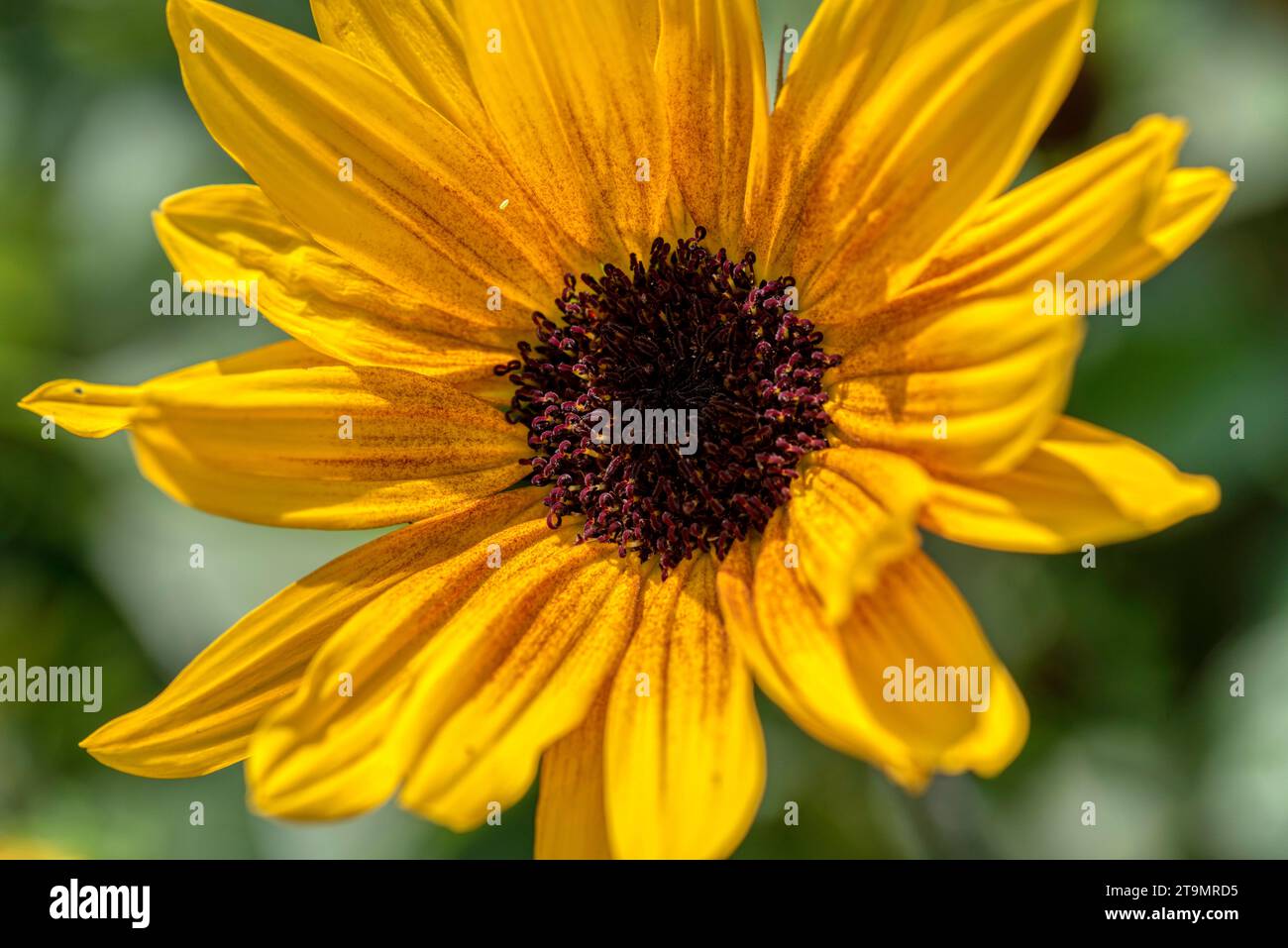 Sunflower natural background, Sunflower blooming, Sunflower oil ...