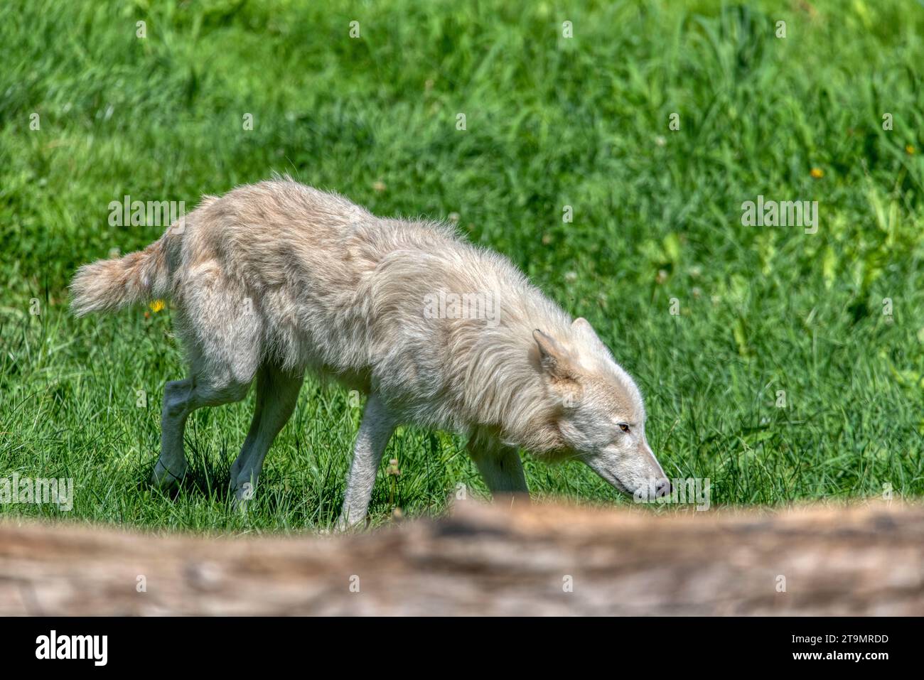 The Arctic wolf (Canis lupus arctos), also known as the white wolf or ...