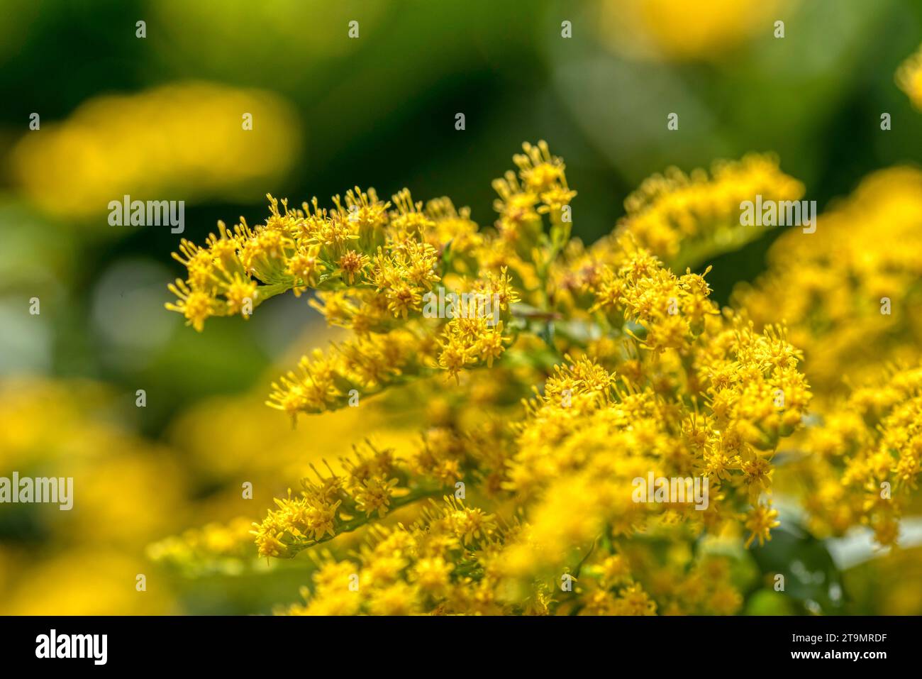 Solidago canadensis blooms in August. Solidago canadensis, known as ...