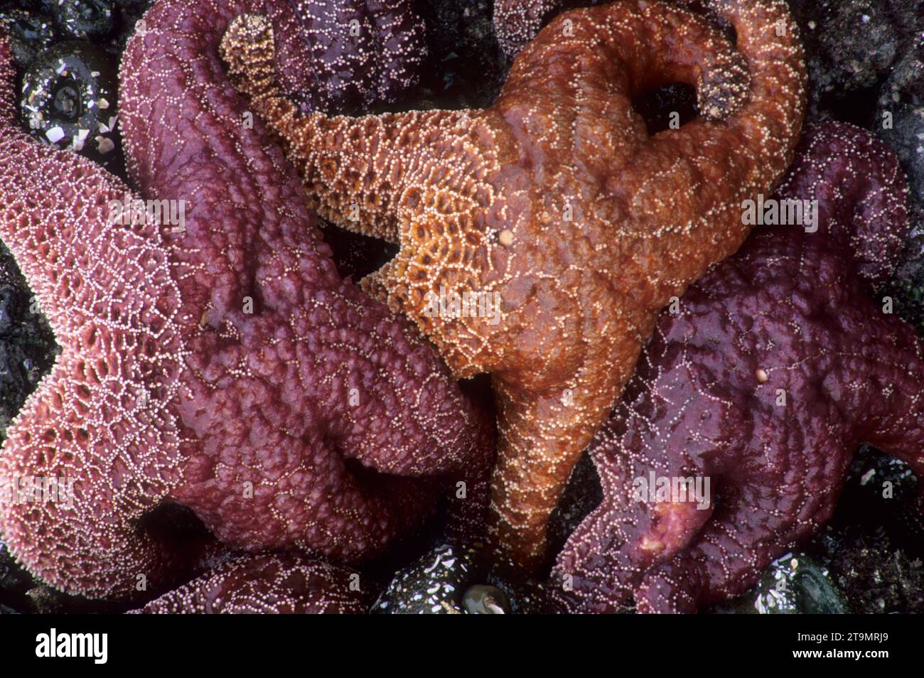 Ochre starfish, Strawberry Hill Viewpoint, Siuslaw National Forest ...