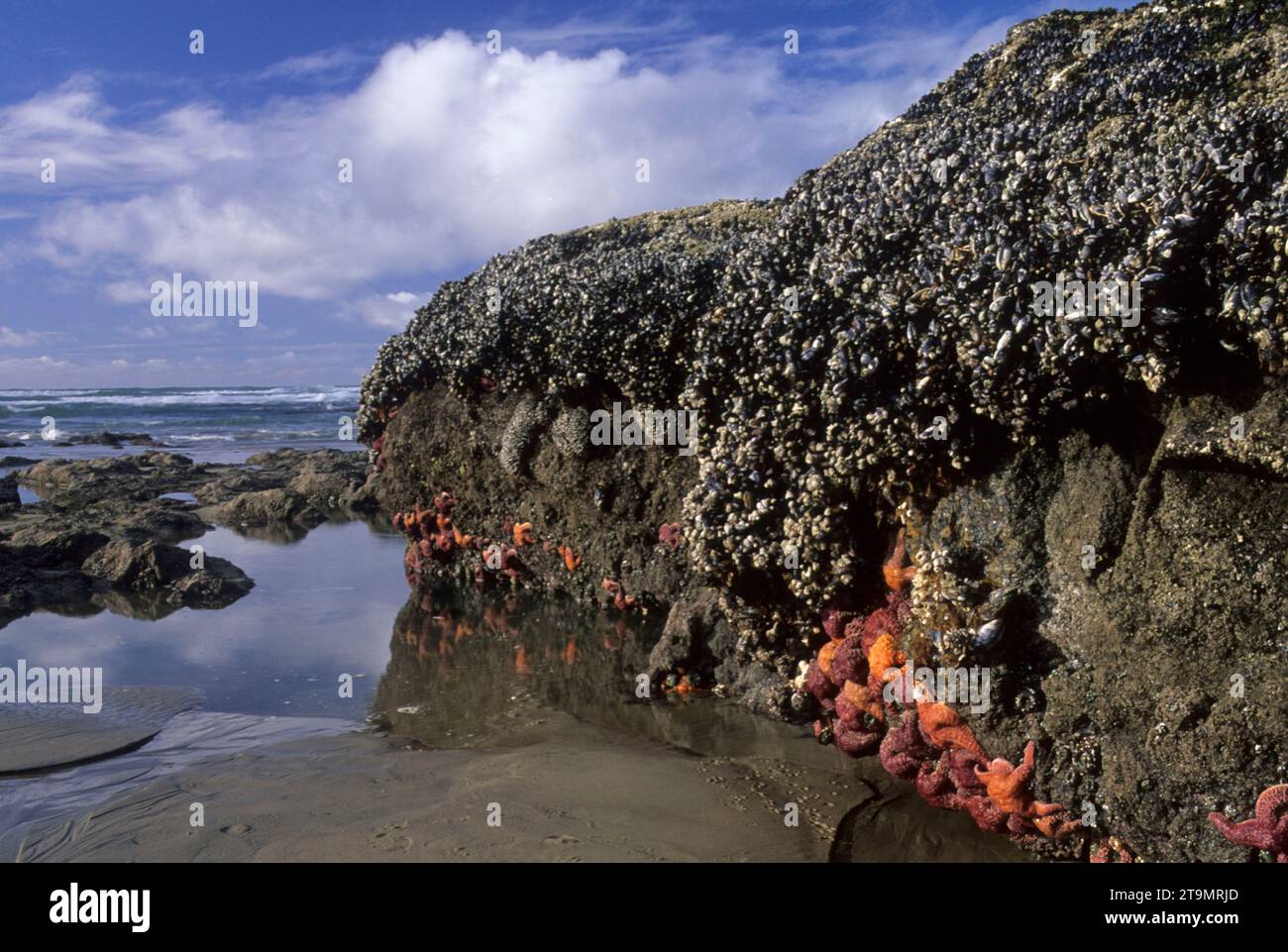 Ochre starfish, Strawberry Hill Viewpoint, Siuslaw National Forest ...