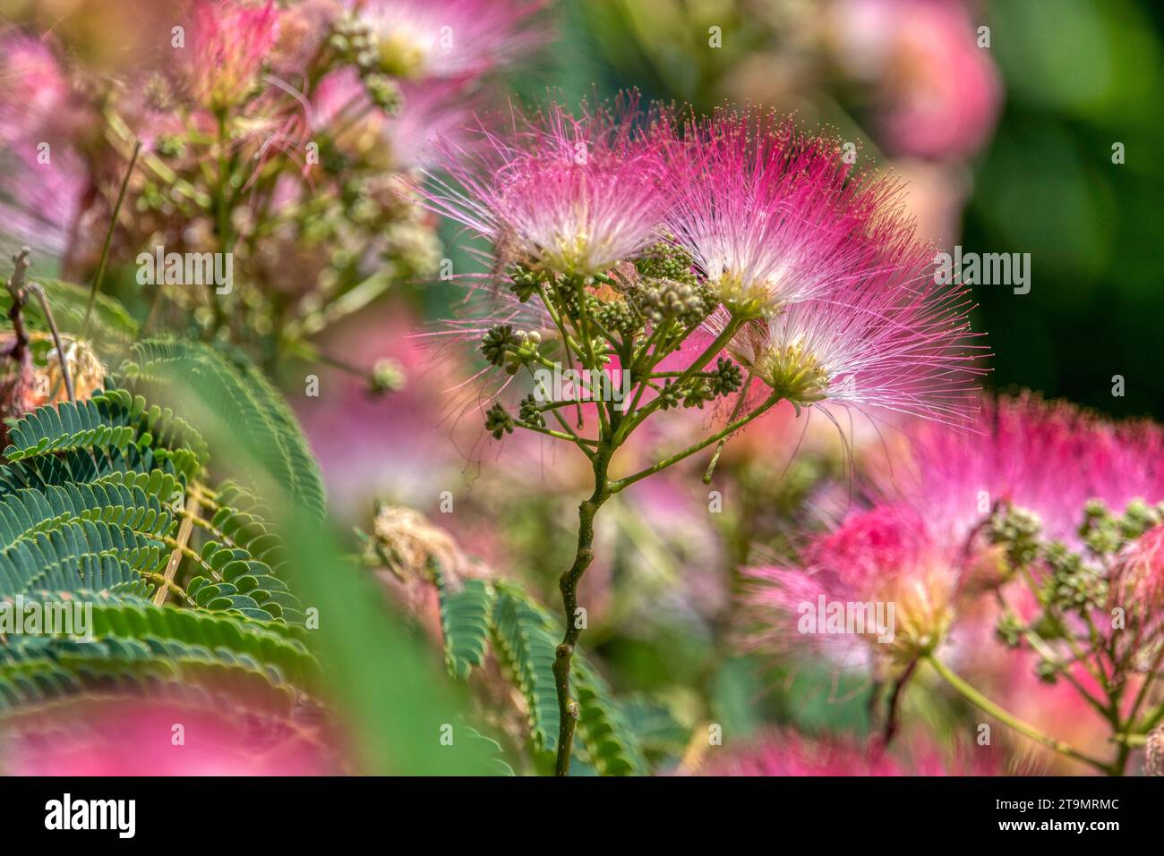 Pink fluffy flowers of the Persian silk tree (Albizia julibrissin ...