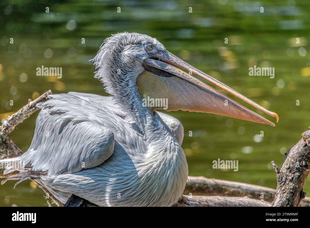 Great white or eastern white pelican, rosy pelican or white pelican is ...