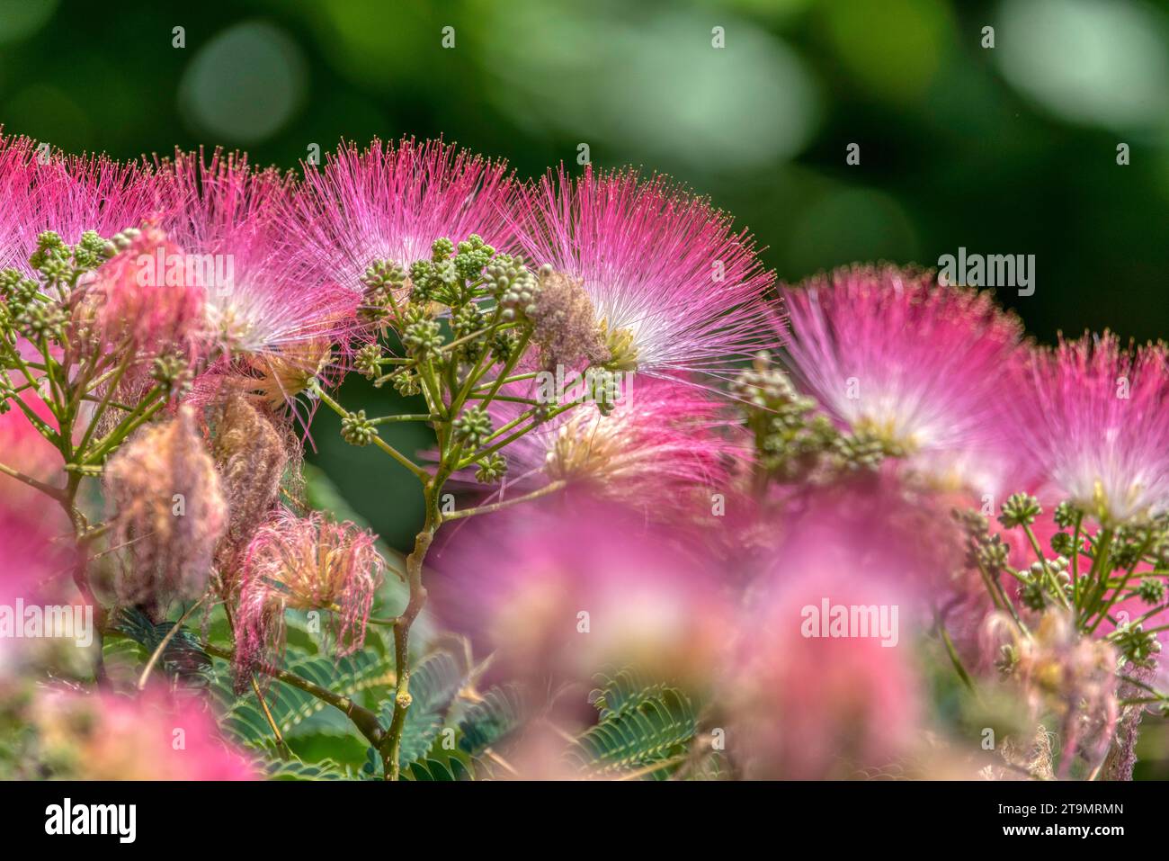 Pink fluffy flowers of the Persian silk tree (Albizia julibrissin ...
