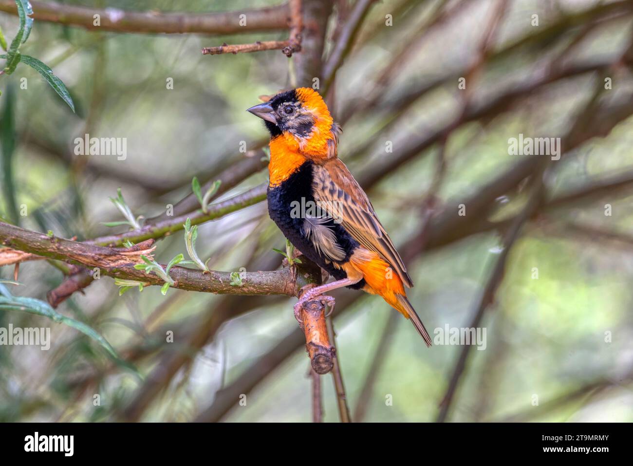 Southern red bishop or red bishop (Euplectes orix) in breeding plumage ...
