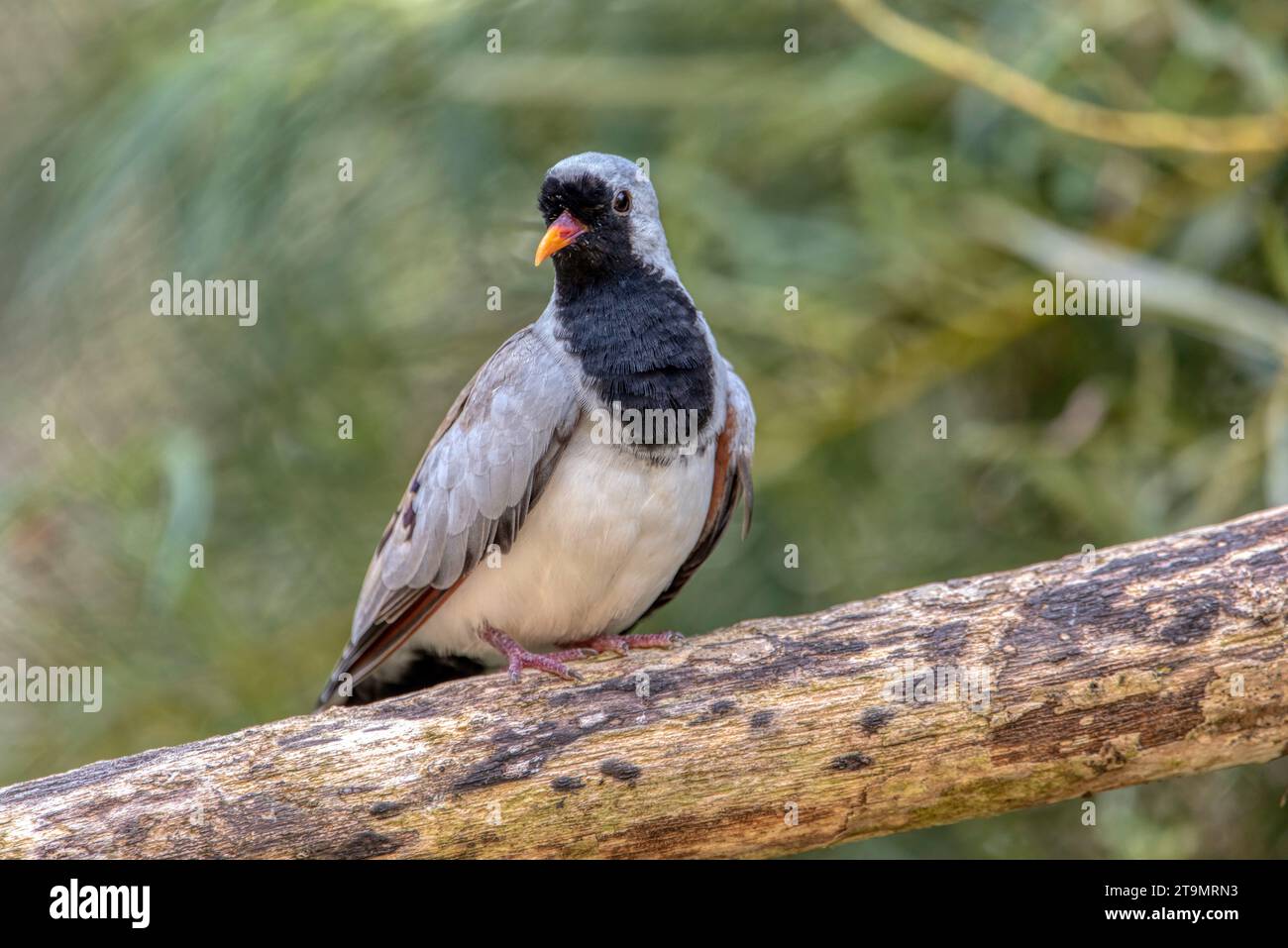 Namaqua dove, Oena capensis, grey black bird from Kruger NP, South ...