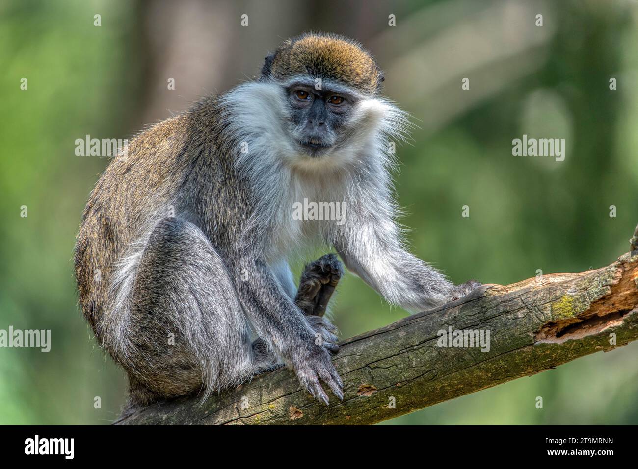 West african forests hi-res stock photography and images - Alamy