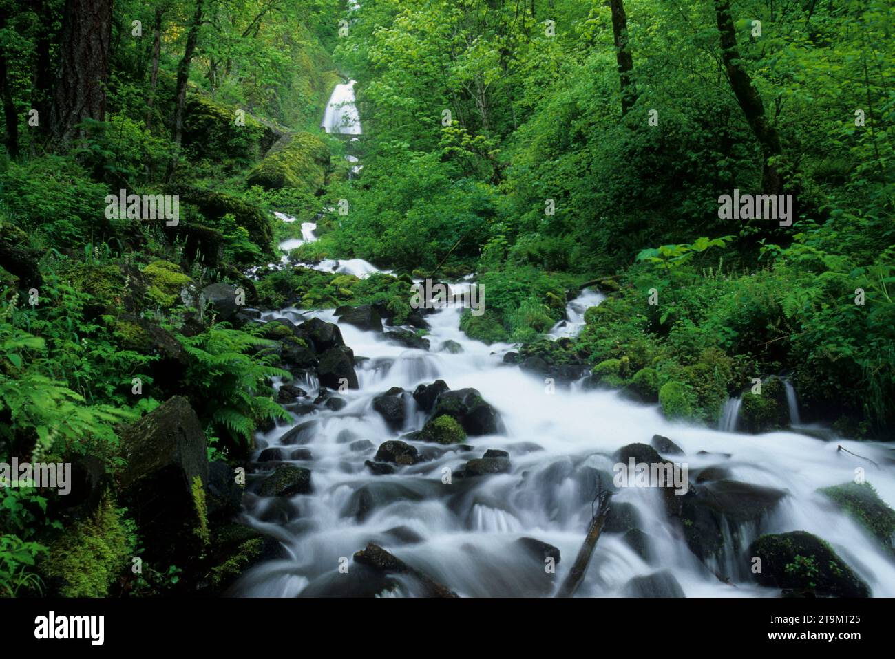 Wahkeena Falls, Mt Hood National Forest, Columbia River Gorge National Scenic Area, Oregon Stock ...