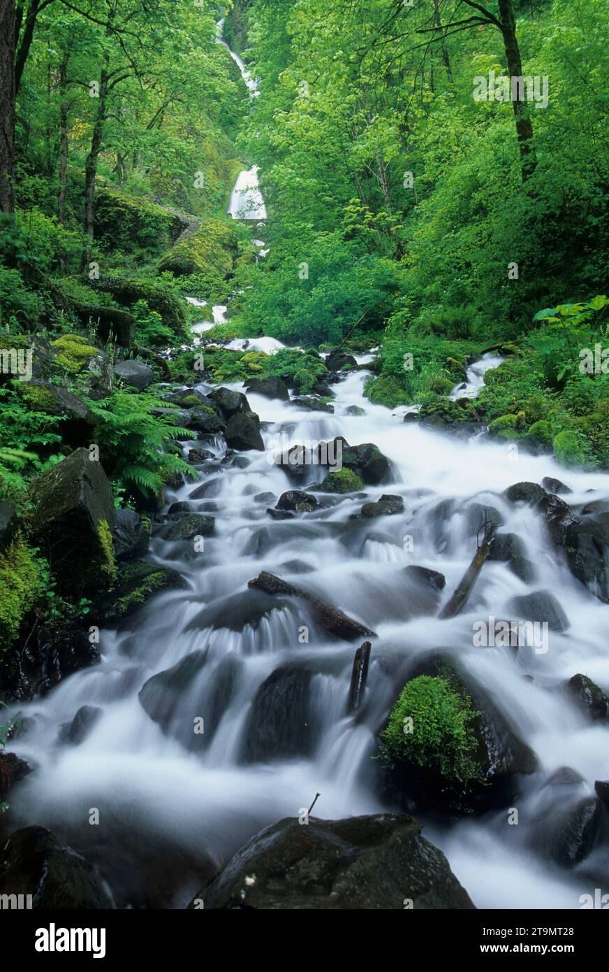 Wahkeena Falls, Mt Hood National Forest, Columbia River Gorge National ...
