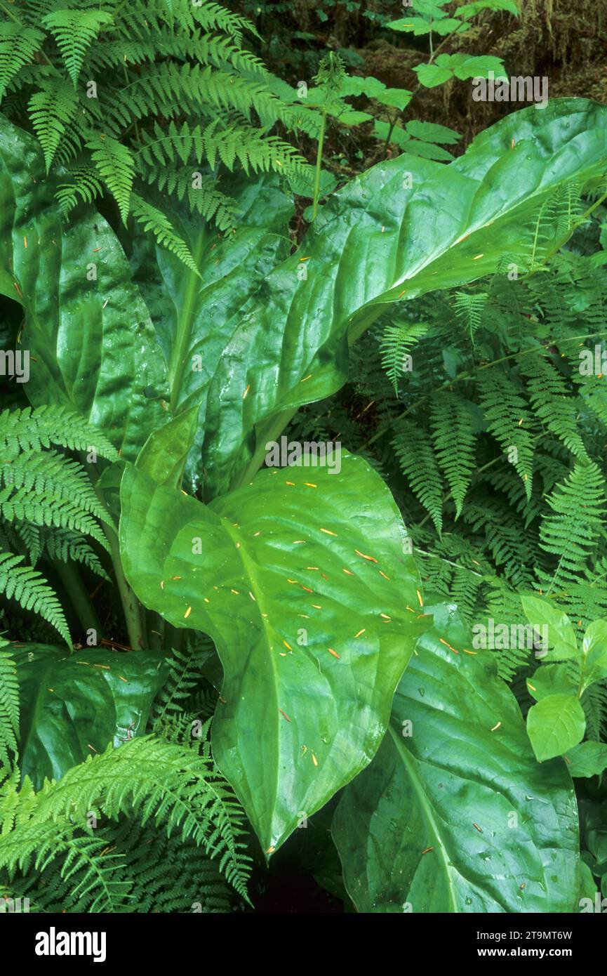 Western skunk cabbage (Lysichiton americanus), Umpqua Dunes Scenic Area ...