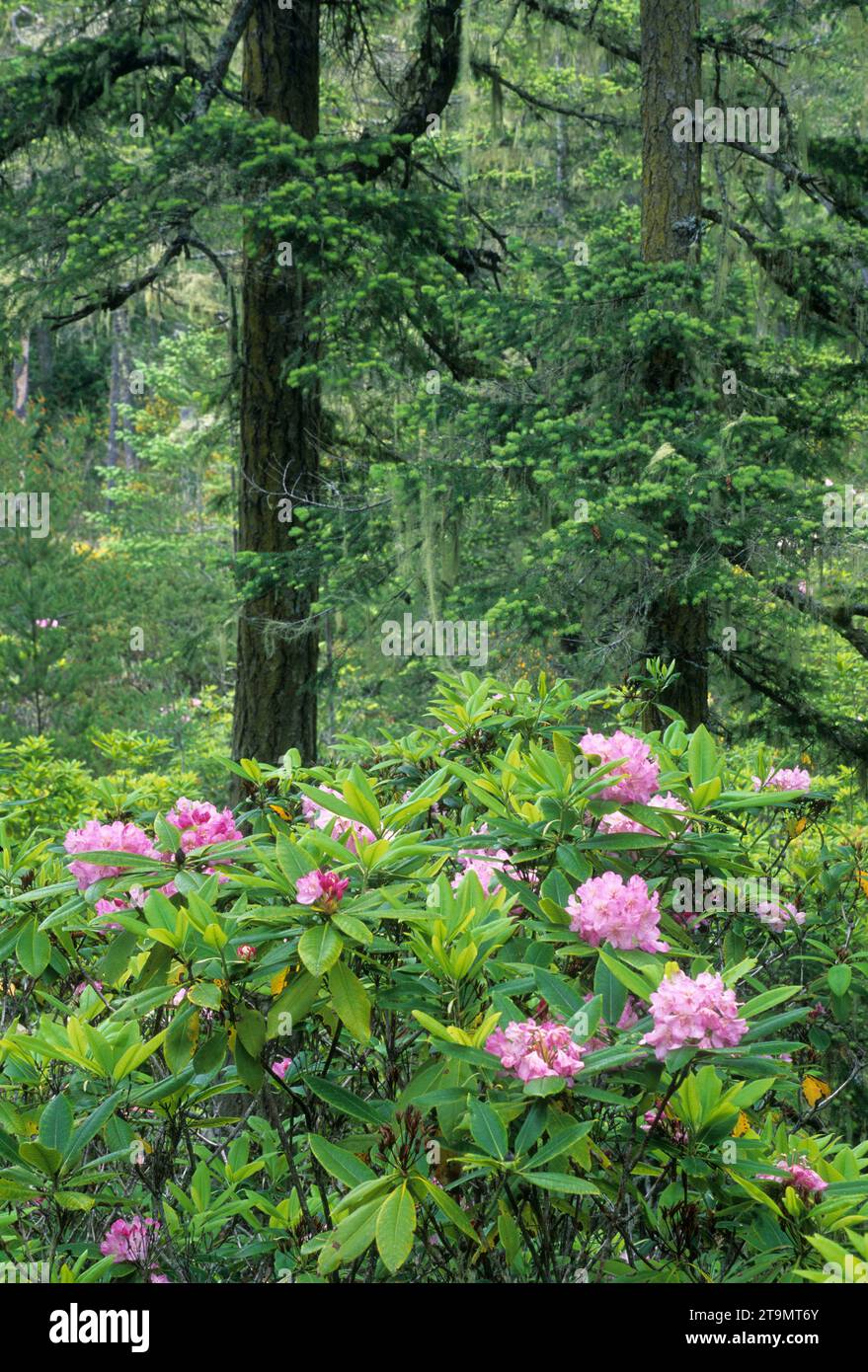 Pacific rhododendron (Rhododendron macrophyllum) in forest, Umpqua ...