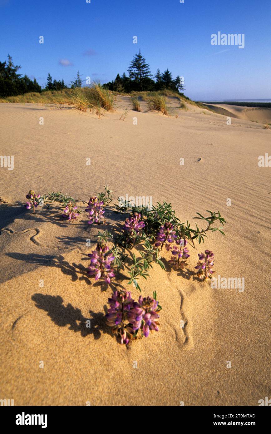 Carter Dune with lupine, Oregon Dunes National Recreation Area, Oregon ...