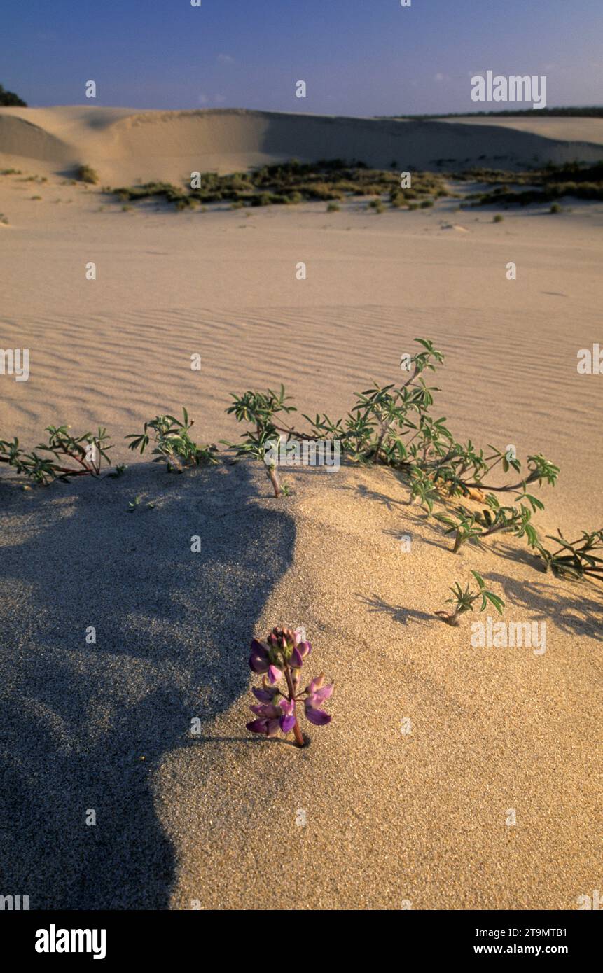 Carter Dune with lupine, Oregon Dunes National Recreation Area, Oregon ...