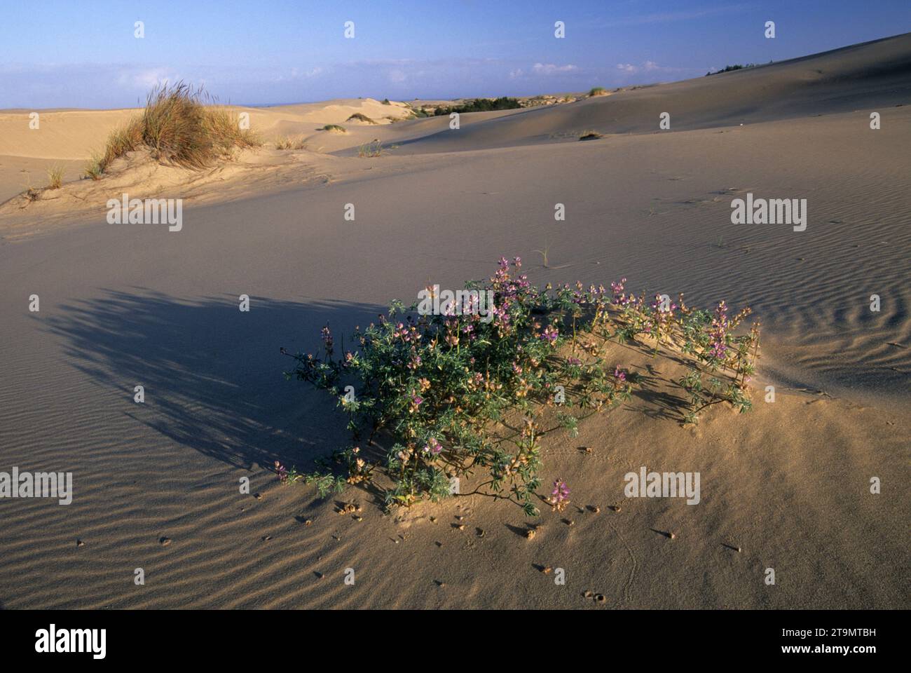 Sand dune with lupine, Umpqua Dunes Scenic Area, Oregon Dunes National ...