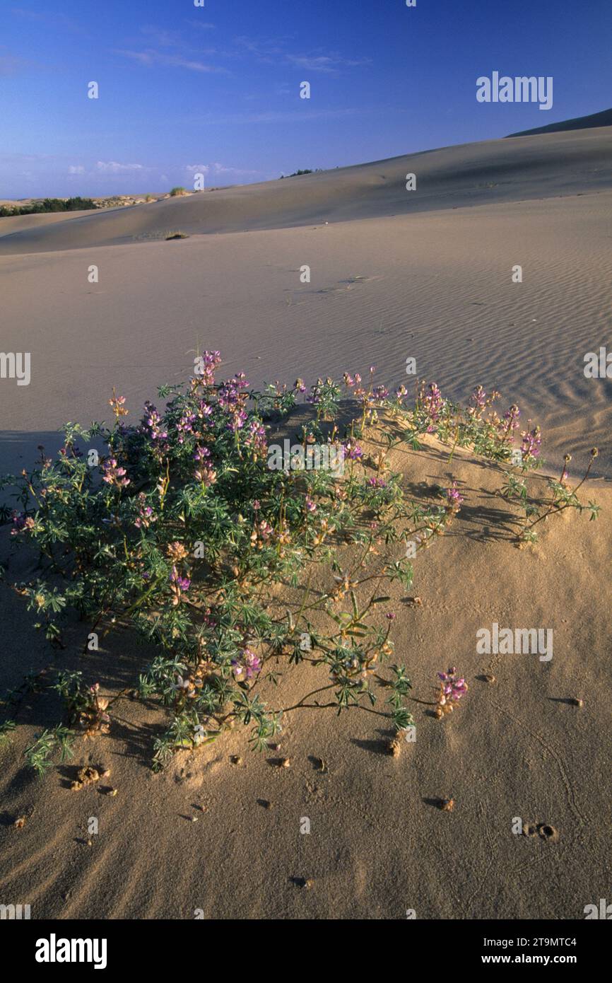 Sand dune with lupine, Umpqua Dunes Scenic Area, Oregon Dunes National ...