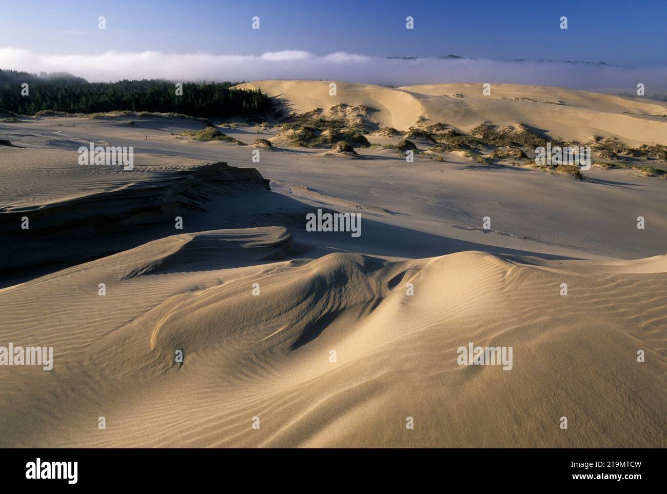 Sand dune, Umpqua Dunes Scenic Area, Oregon Dunes National Recreation ...