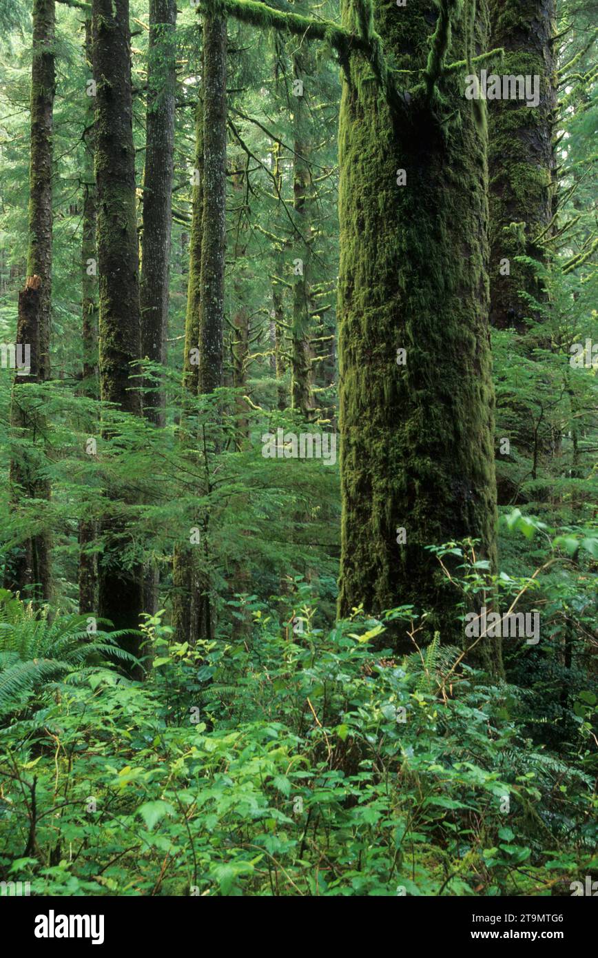 Sitka spruce (Picea sitchensis) forest, Cummins Creek Wilderness ...