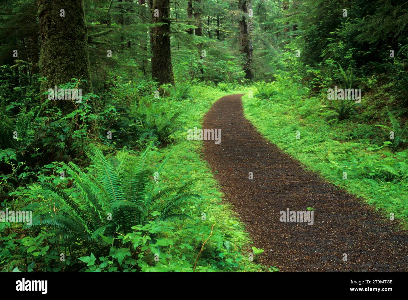 Cummins Creek Trail, Cummins Creek Wilderness, Siuslaw National Forest ...