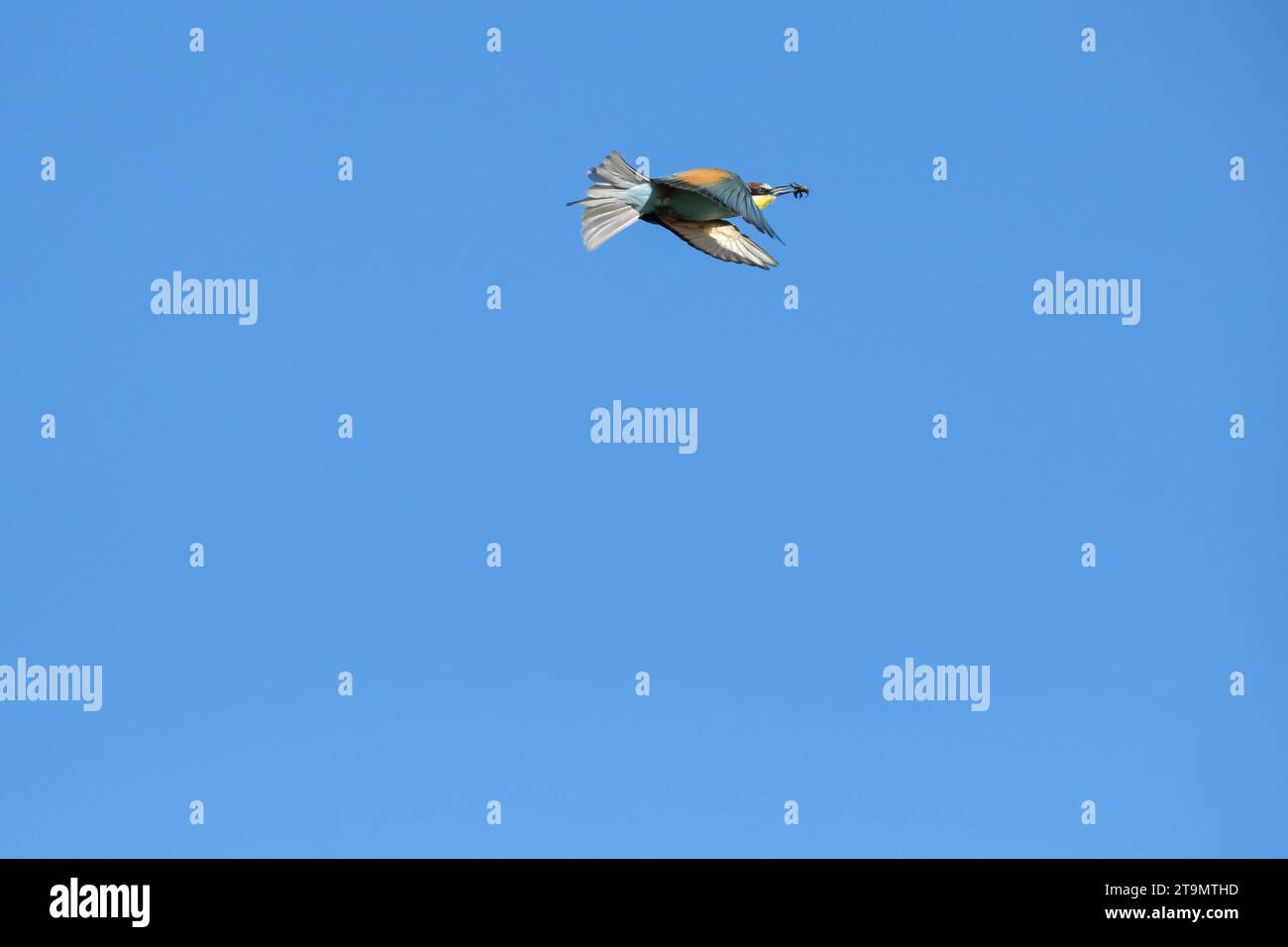 The bea eater on the cable Stock Photo - Alamy