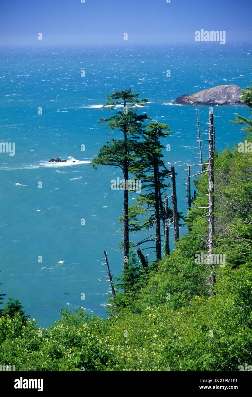 Trees along coast, Samuel Boardman State Park, Oregon Stock Photo - Alamy