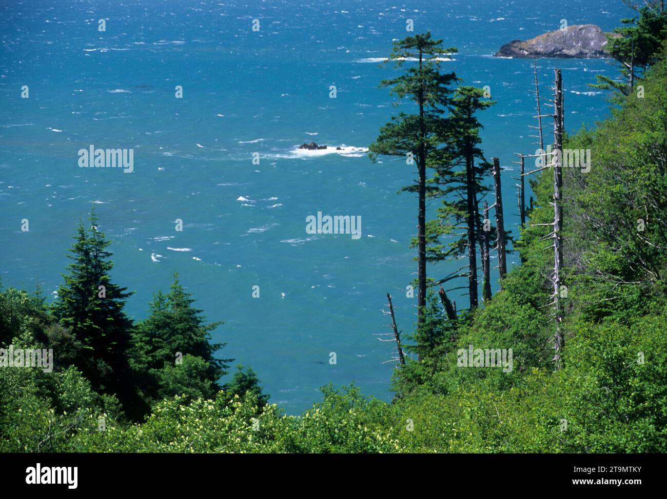 Trees along coast, Samuel Boardman State Park, Oregon Stock Photo - Alamy