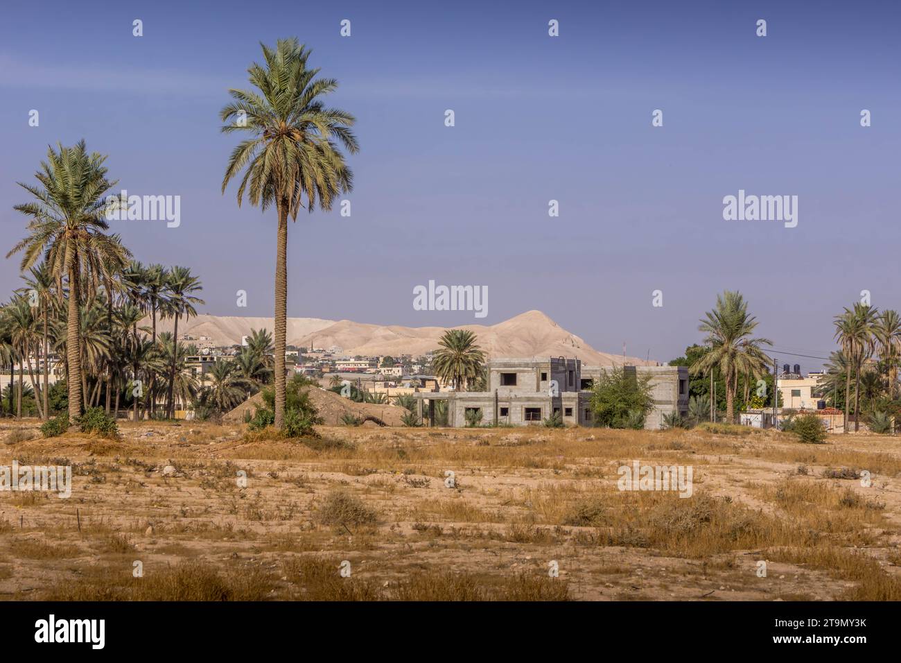 The palm trees and the houses on the outskirts of Palestinian city of ...