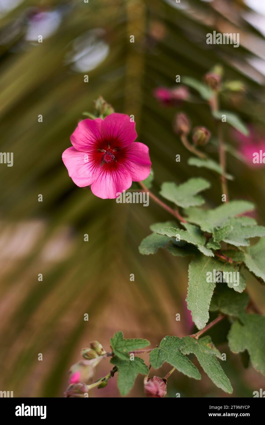 Arbolico's Mallow flower, pink with blurred background.Green stems ...