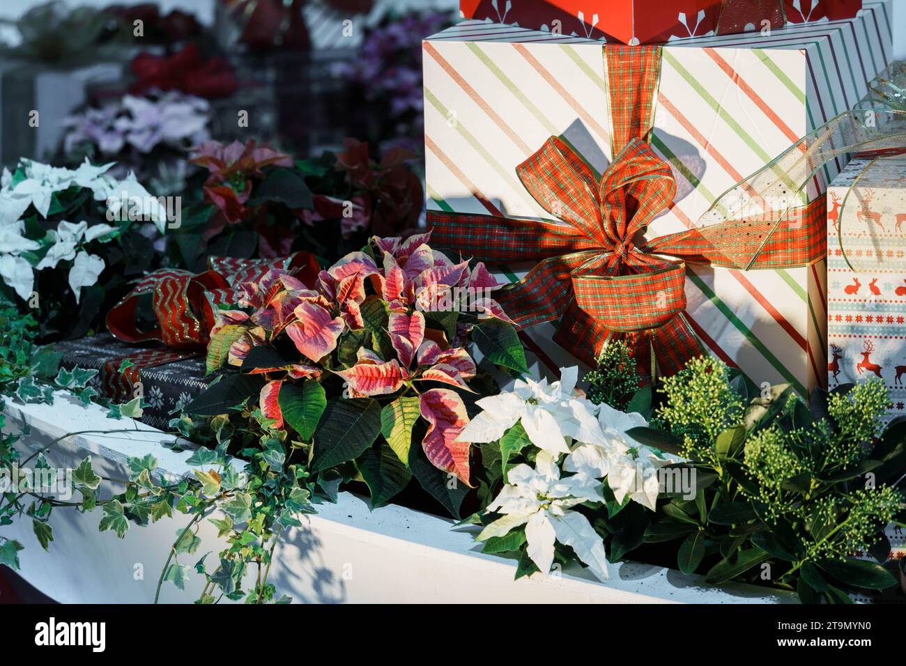 An organized aesthetic of many wrapped gifts and vibrant flowers on a ...