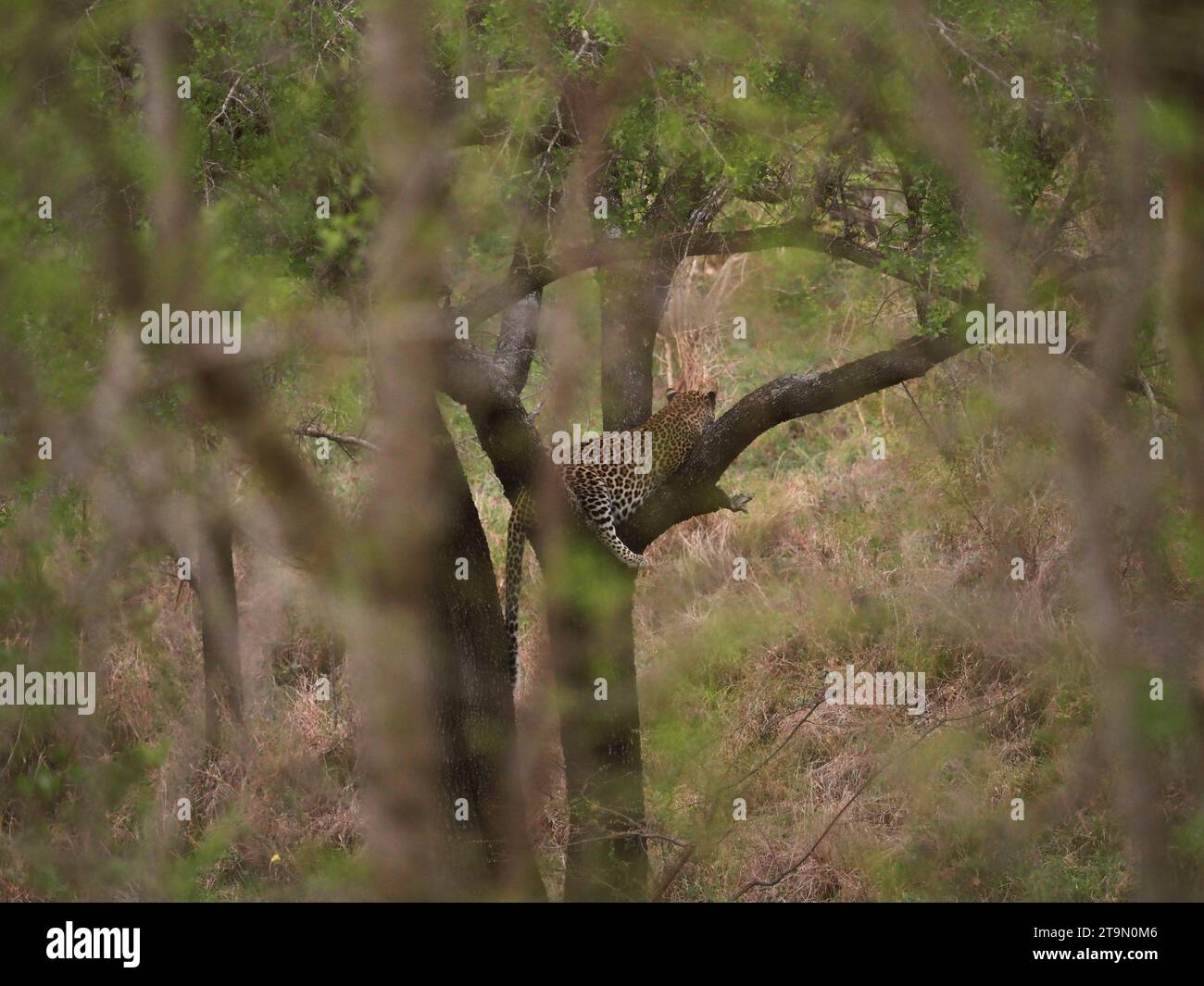 Difficult to spot hi-res stock photography and images - Alamy
