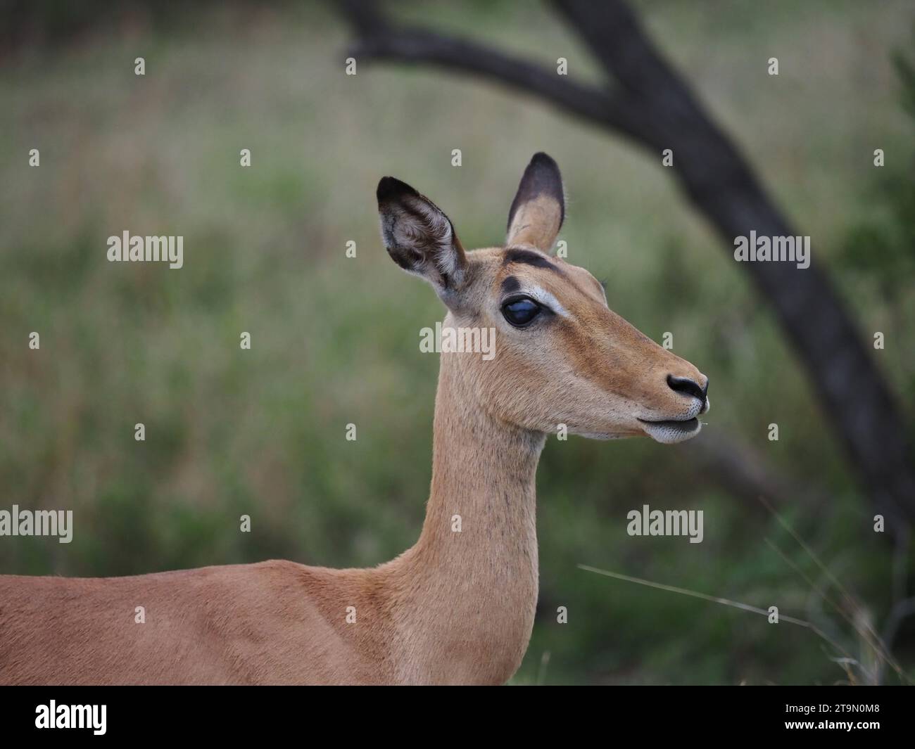 Single female impala portrait (aepyceros melampus) in the Kruger ...