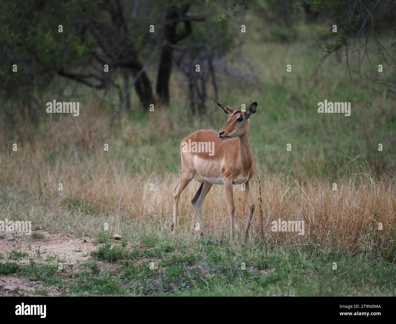 Impala kruger park hi-res stock photography and images - Alamy
