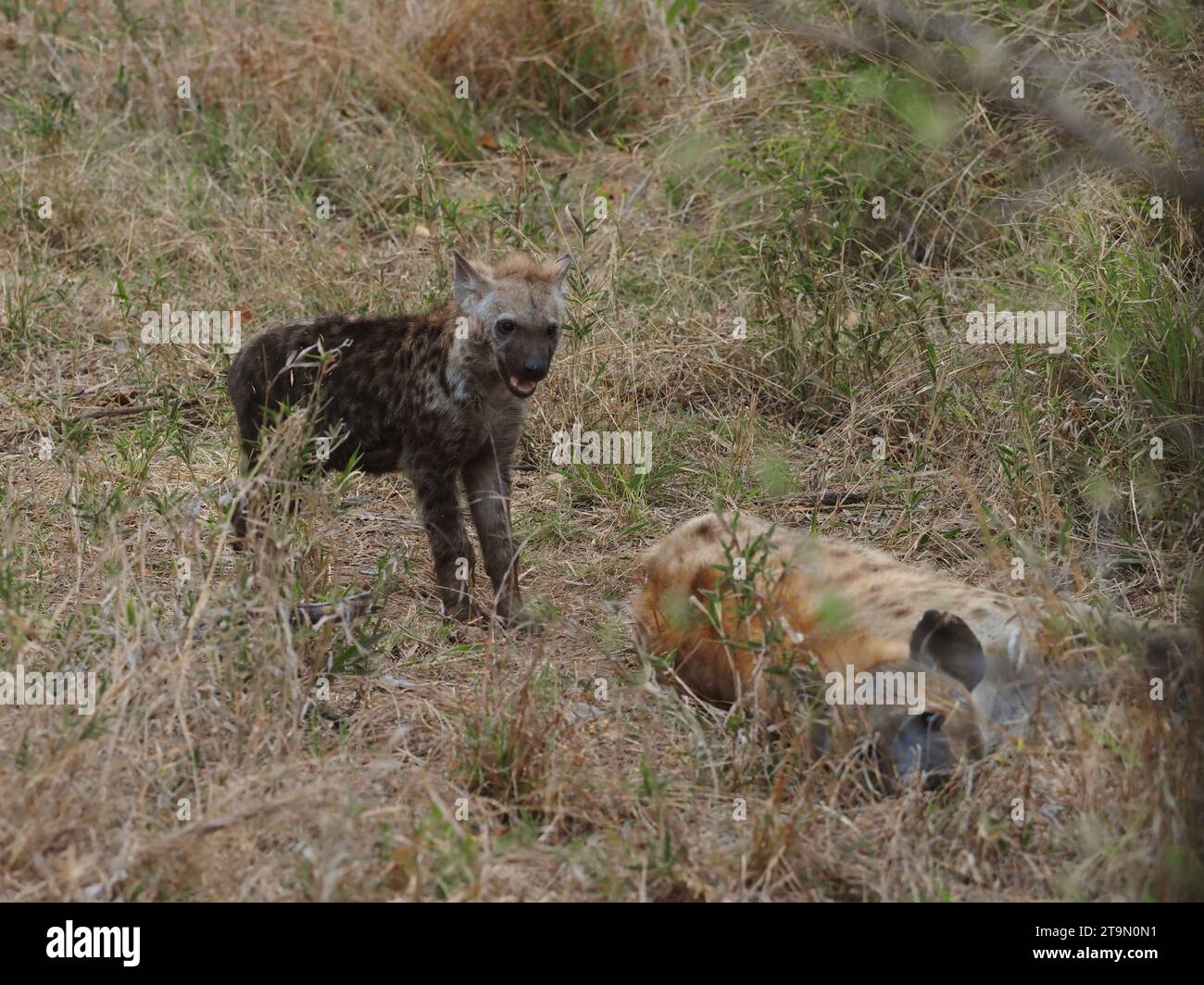 Young spotted hyena cubs (crocuta crocuta) have a very dark colour ...