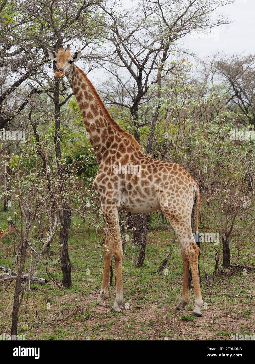 Large giraffe in the Kruger national park near Skukuza, South Africa ...