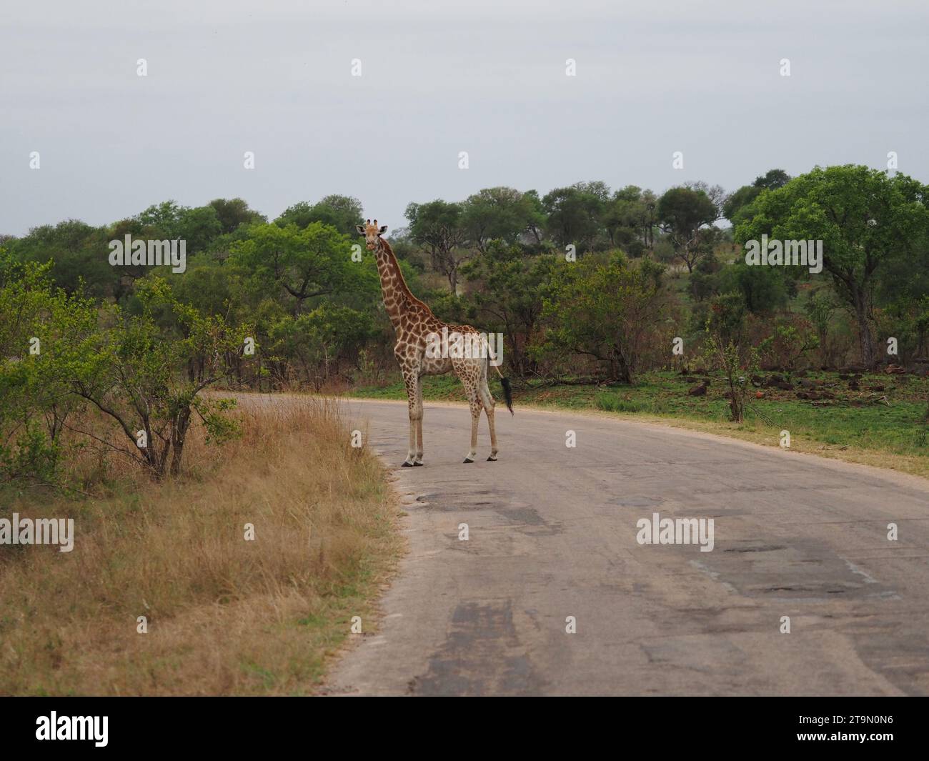 Large giraffe crossing the road in the Kruger national park near ...