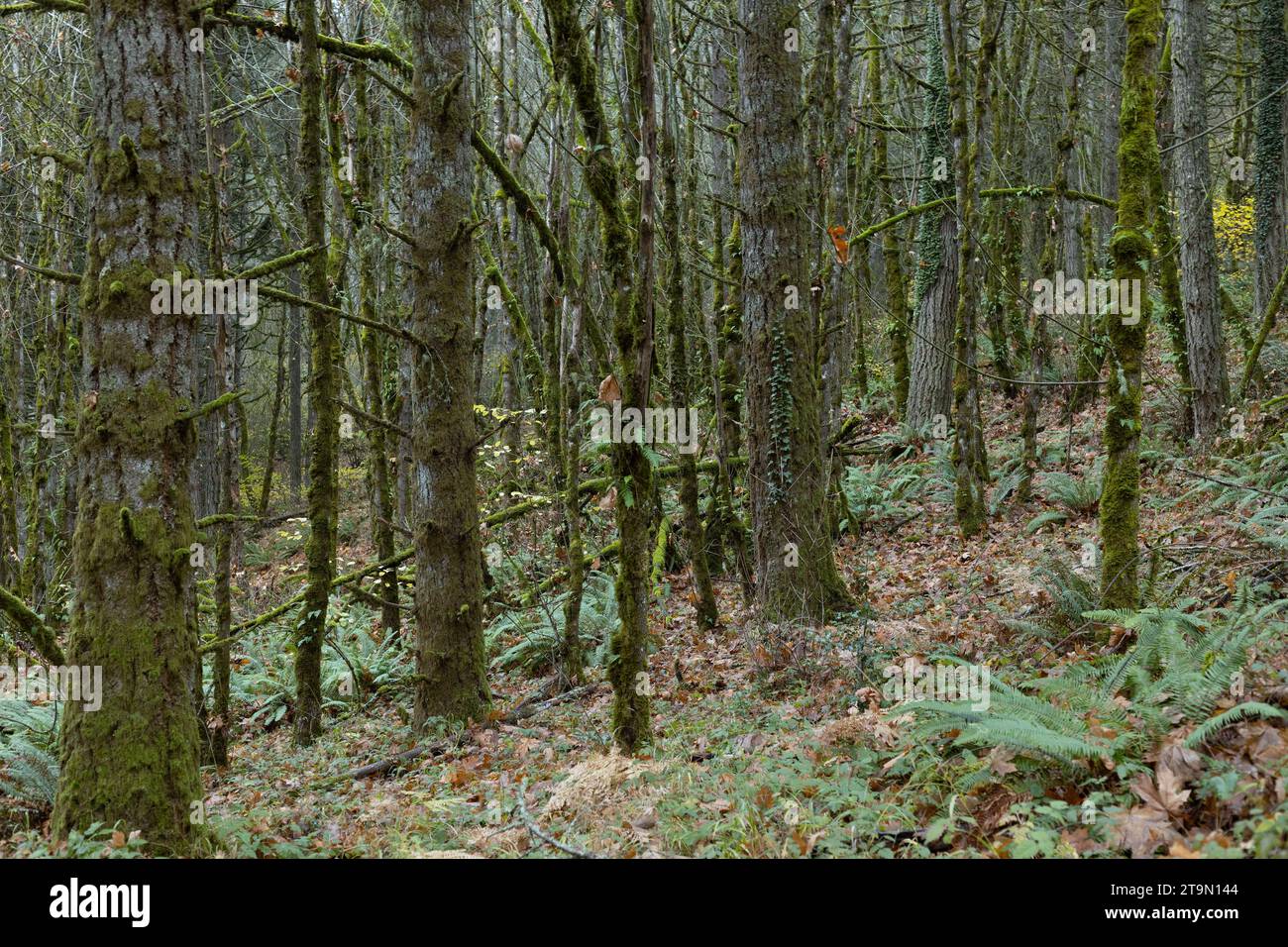 A dense forest with trees covered in moss and lichen, and the ground ...