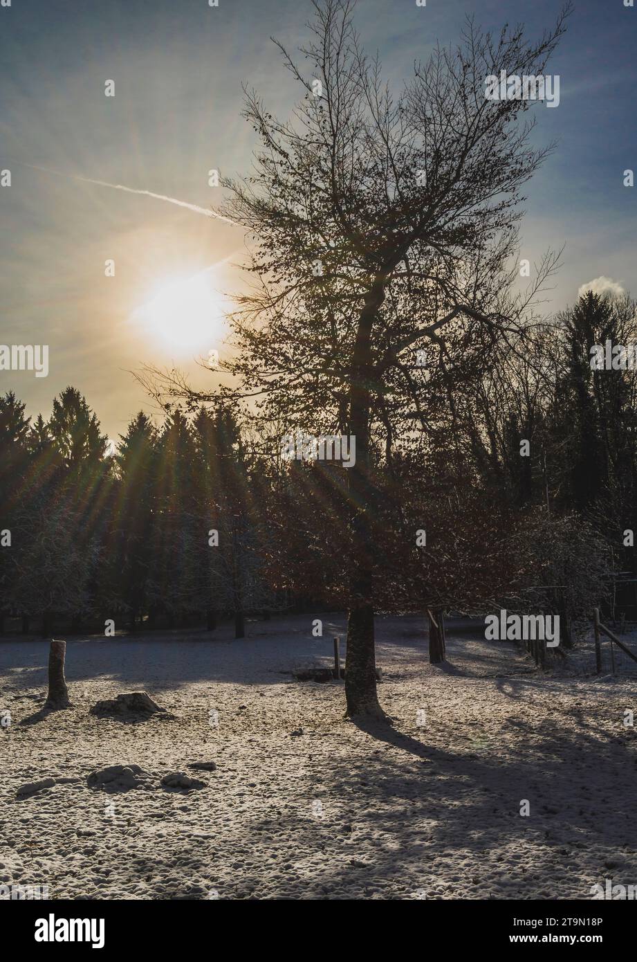 A scenic winter landscape featuring tall trees covered in snow with ...