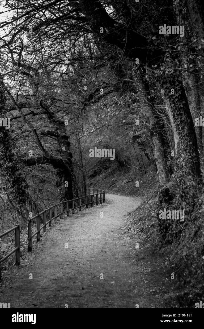 A scenic path winding through a dark park, surrounded by vibrant trees ...