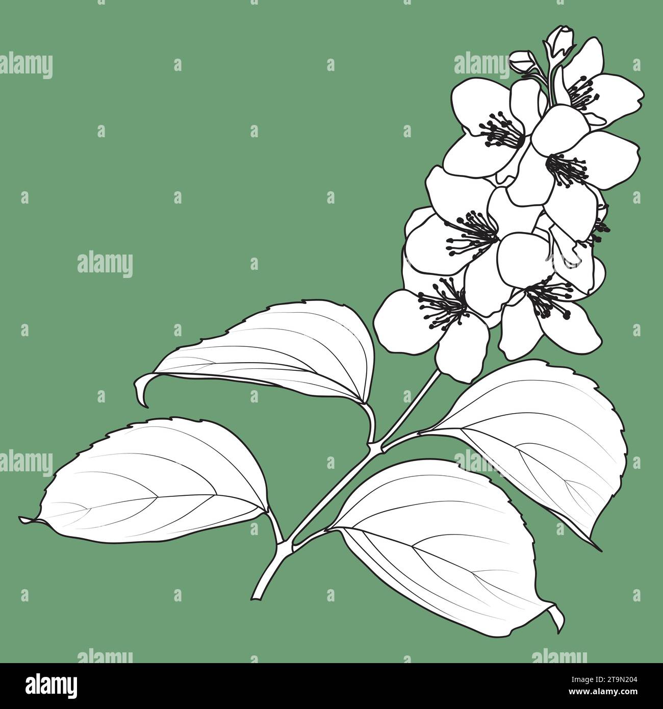Blooming Philadelphus virginal or jasmine twig, botanical black and ...