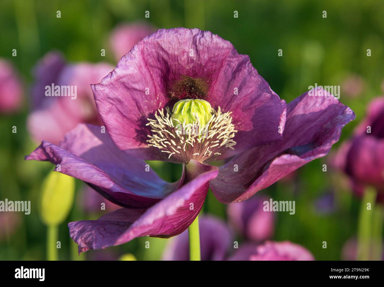 Deep red poppy hi-res stock photography and images - Alamy