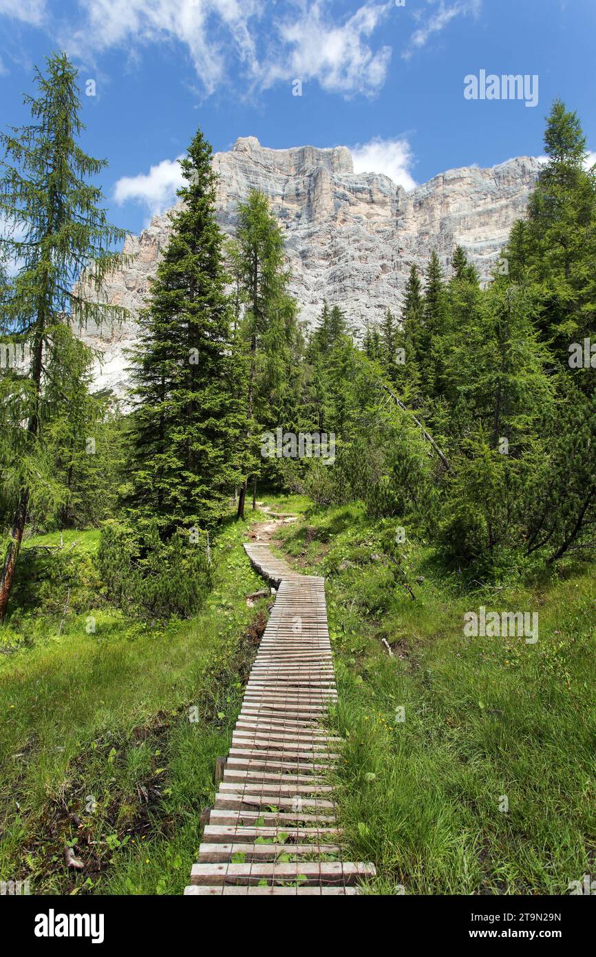 Monte Pelmo, wooden pathway, larch forest, alps Dolomites mountains ...