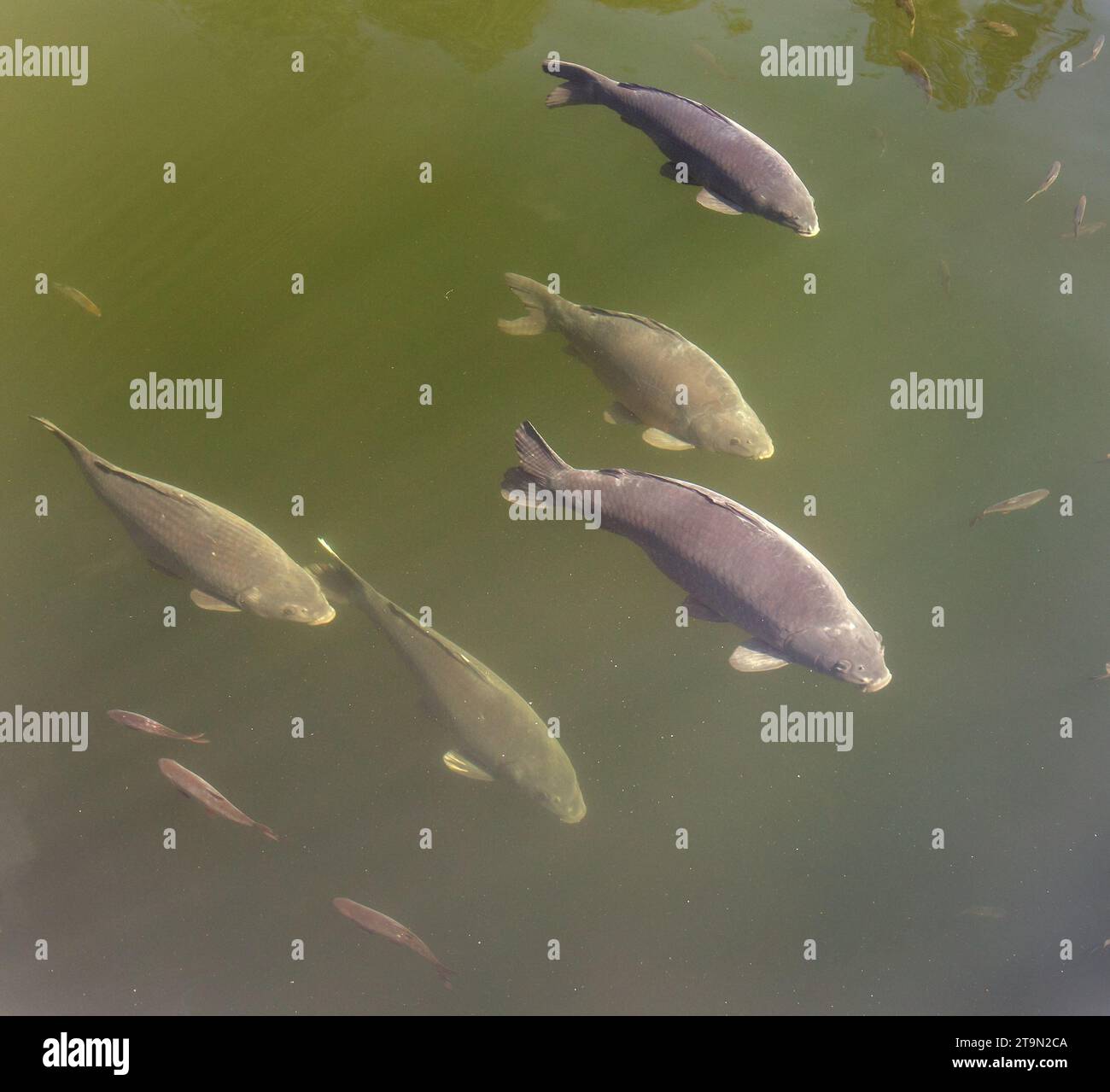 Eurasian carp hi-res stock photography and images - Alamy