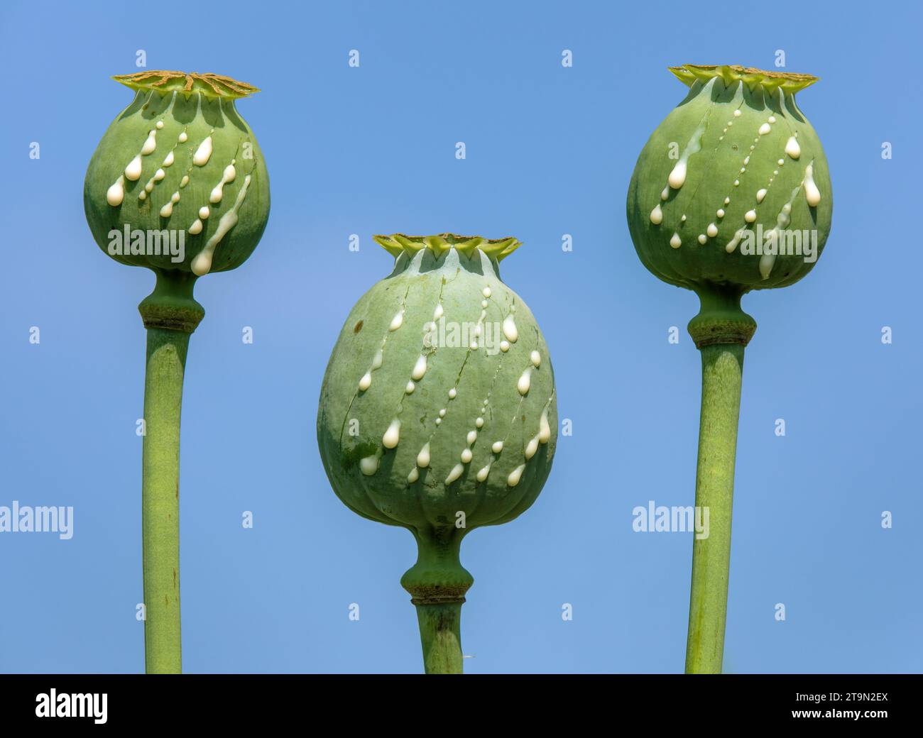 Detail of opium poppy heads, in latin papaver somniferum, immature ...