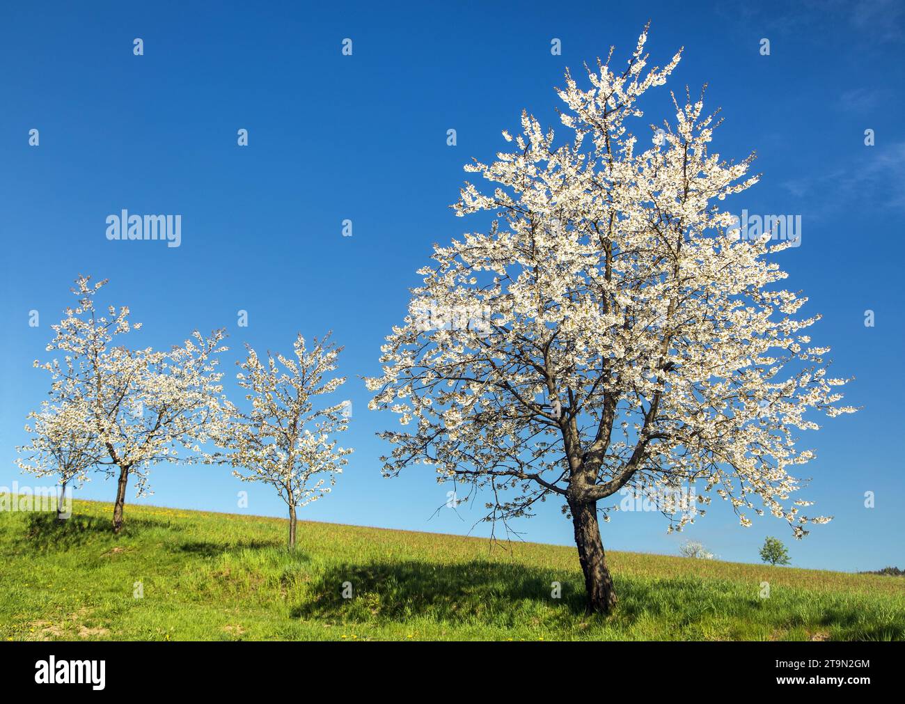 flowering cherry trees alley in latin Prunus cerasus with beautiful sky ...