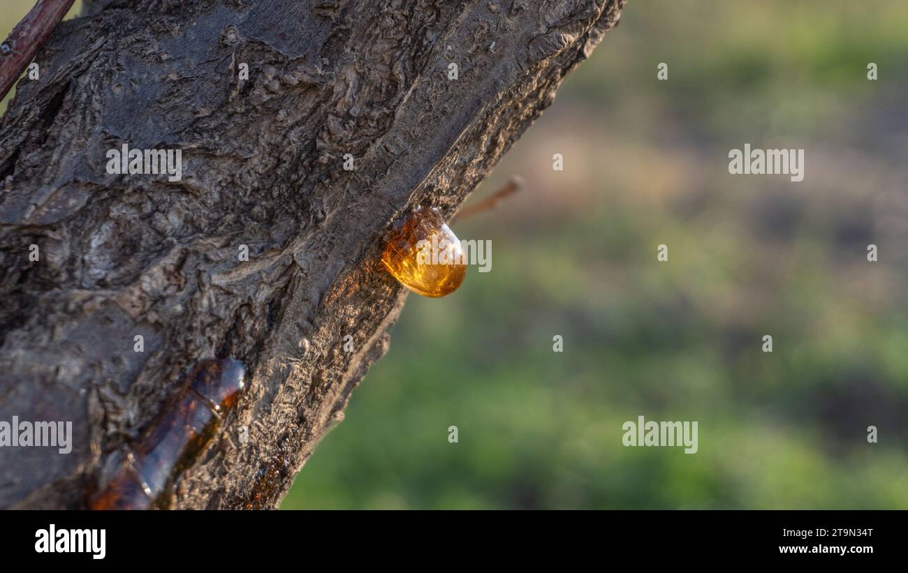 Thick sap on the trunk of an apricot tree،، Purple branches and ...