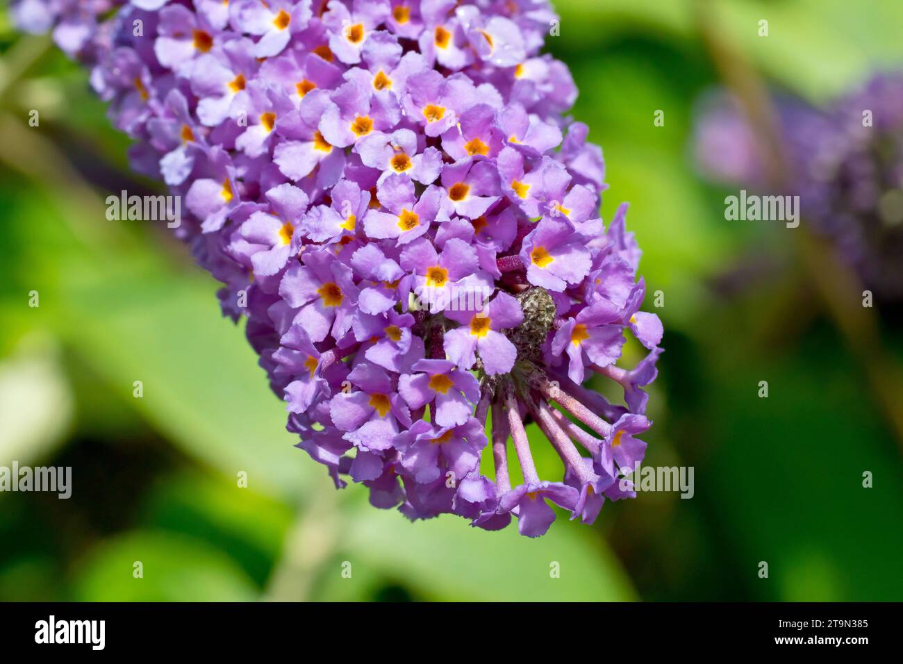 Buddleia or Butterfly-bush (buddleja davidii), close up of the tip of a ...