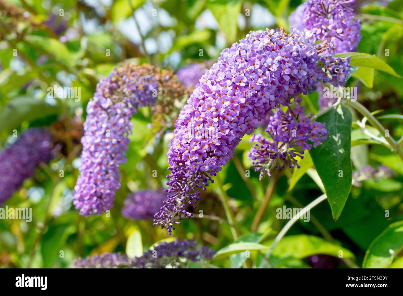 Buddleia or Butterfly-bush (buddleja davidii), close up focusing on a ...