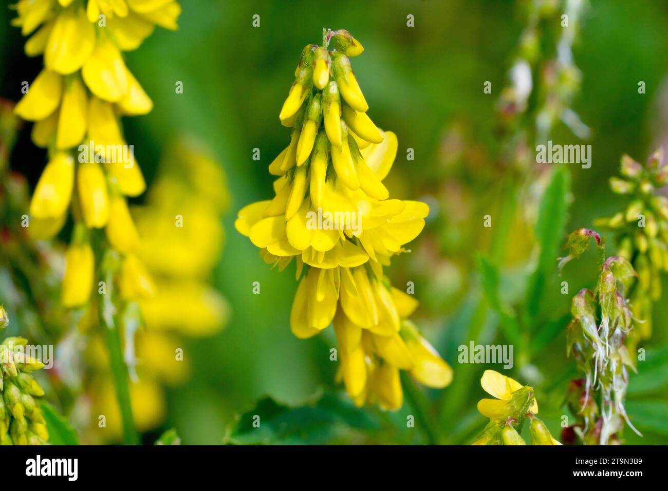 Common Melilot (melilotus officinalis), also know as Ribbed Melilot ...