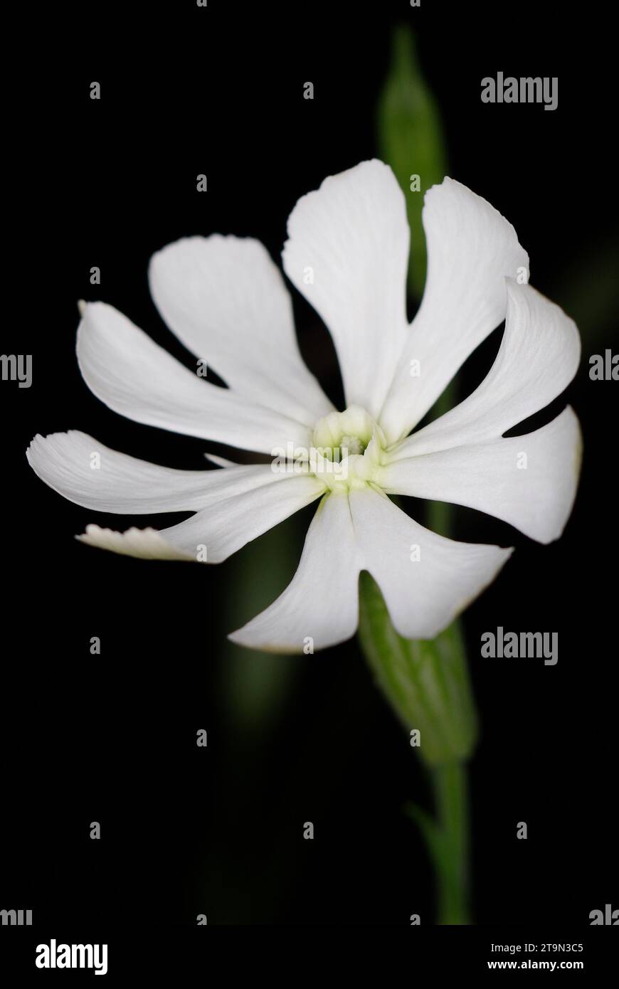 Silene Capensis 'Xhosa' [Syn. Silene undulata] - African Dream Root ...